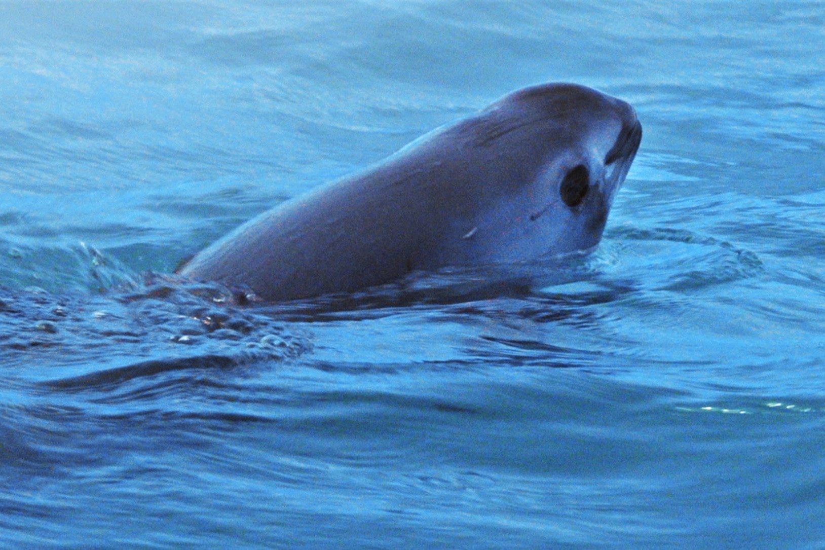 Der kleinste Wal der Welt, den niemand kennt – Meeresblog