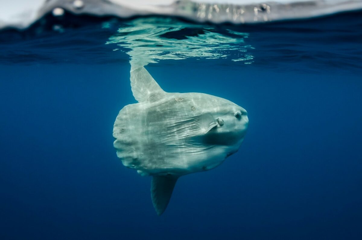 Mondfische: Die Rekordhalter der Meere – Meeresblog